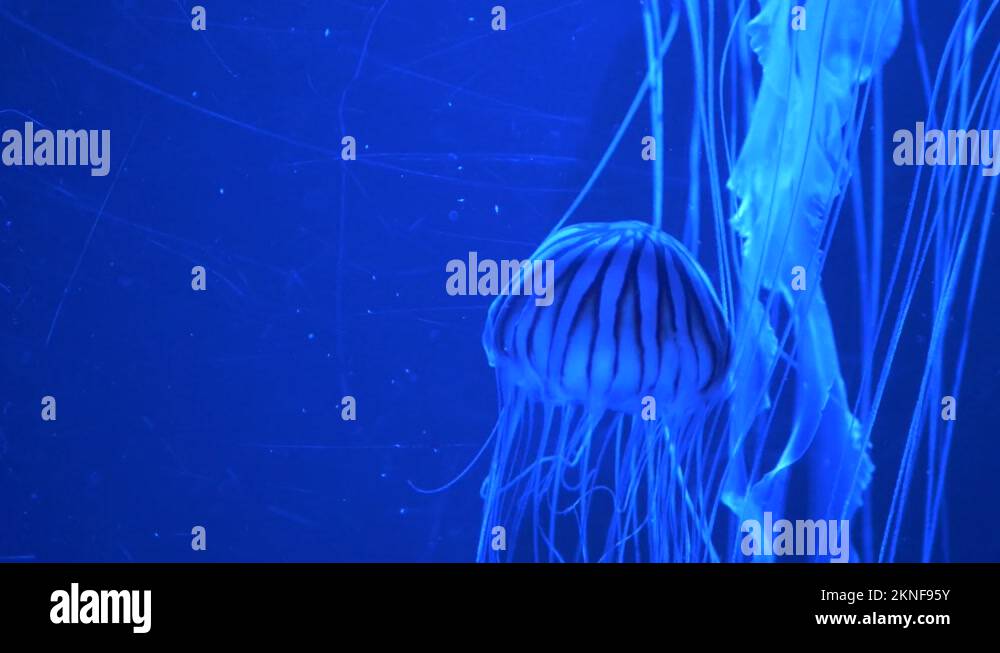 Jellyfish detailed Stock Videos & Footage - HD and 4K Video Clips - Alamy