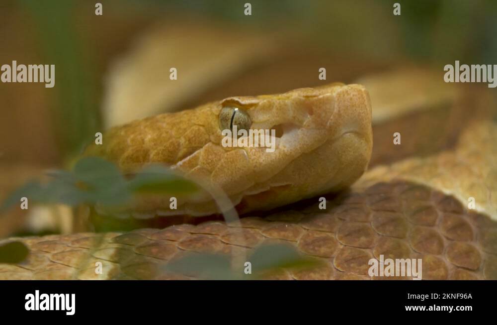 Insularis Stock Videos & Footage - HD and 4K Video Clips - Alamy