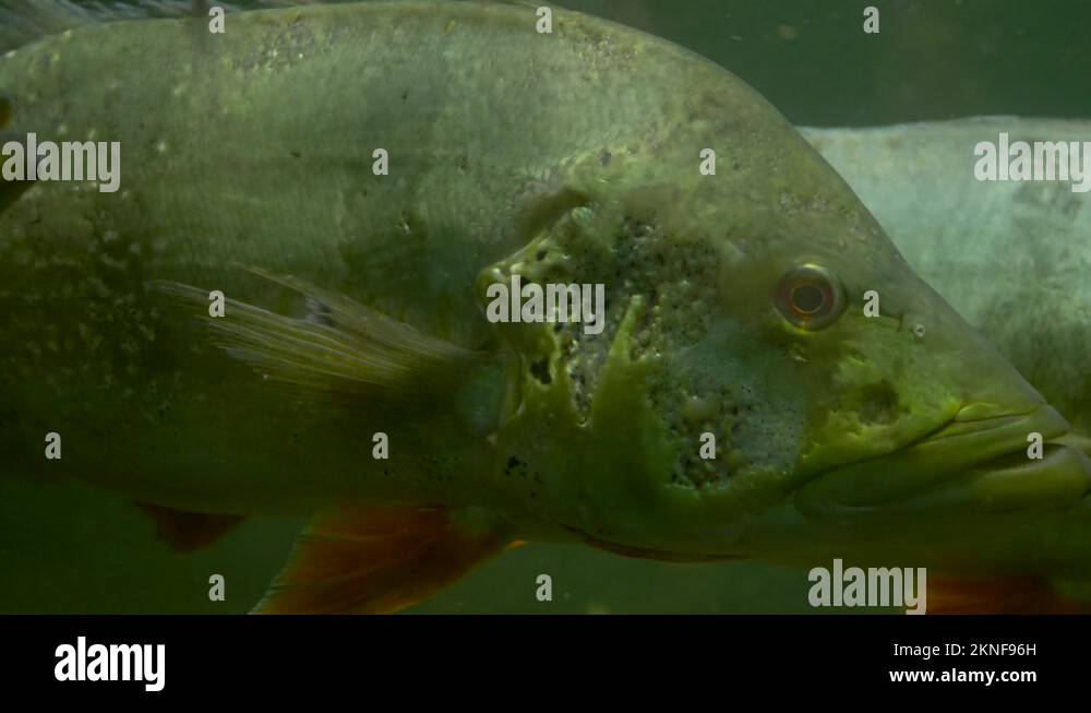 Underwater footage of a group of Orinoco peacock bass (Cichla ...