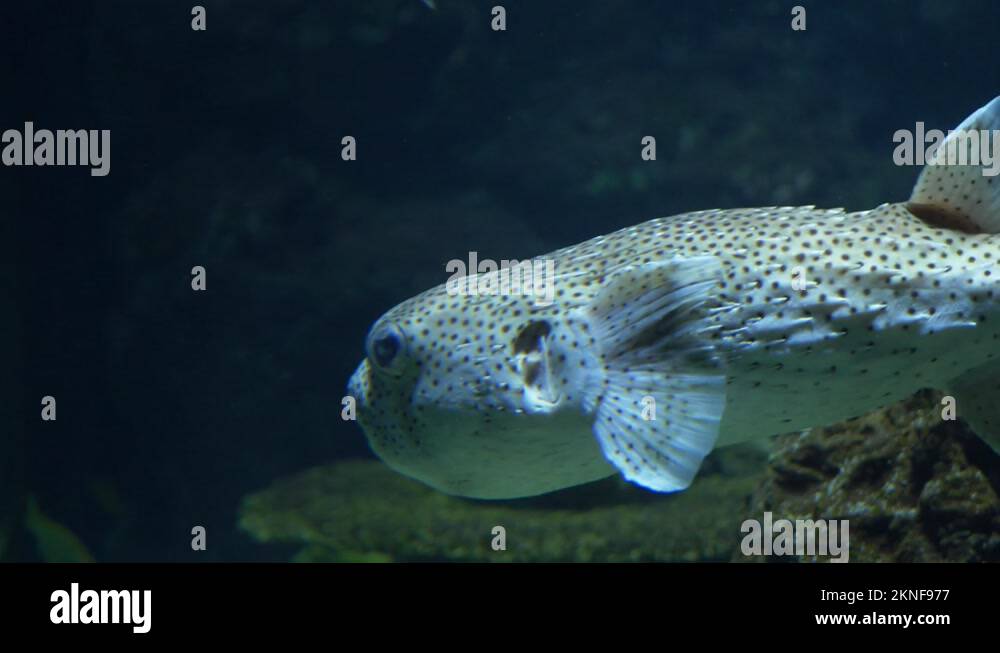 Fugu blowfish japan Stock Videos & Footage - HD and 4K Video Clips - Alamy