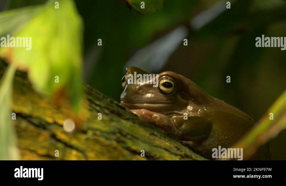 Beautiful footage of an Australian green tree frog (Ranoidea caerulea ...