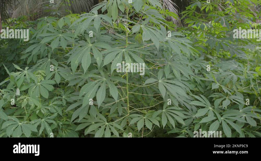 Carbohydrates tapioca Stock Videos & Footage - HD and 4K Video Clips ...