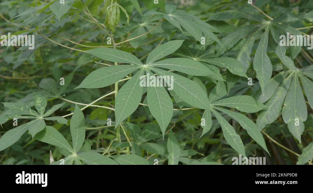 Tapioca leaf Stock Videos & Footage - HD and 4K Video Clips - Alamy