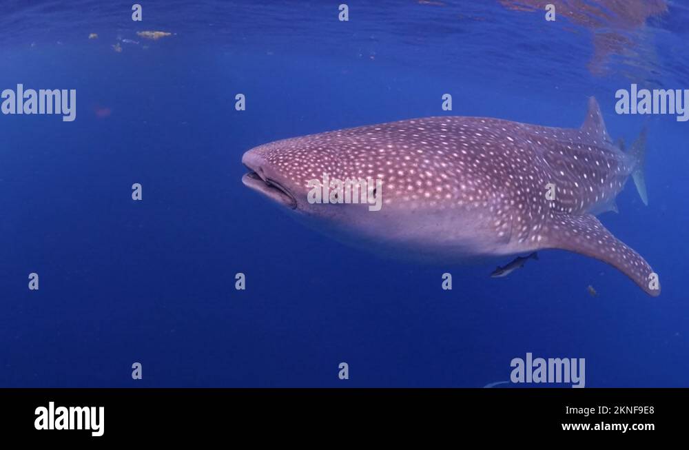Large Whale Shark Swimming With Pups In Blue Ocean - Isla Mujeres ...