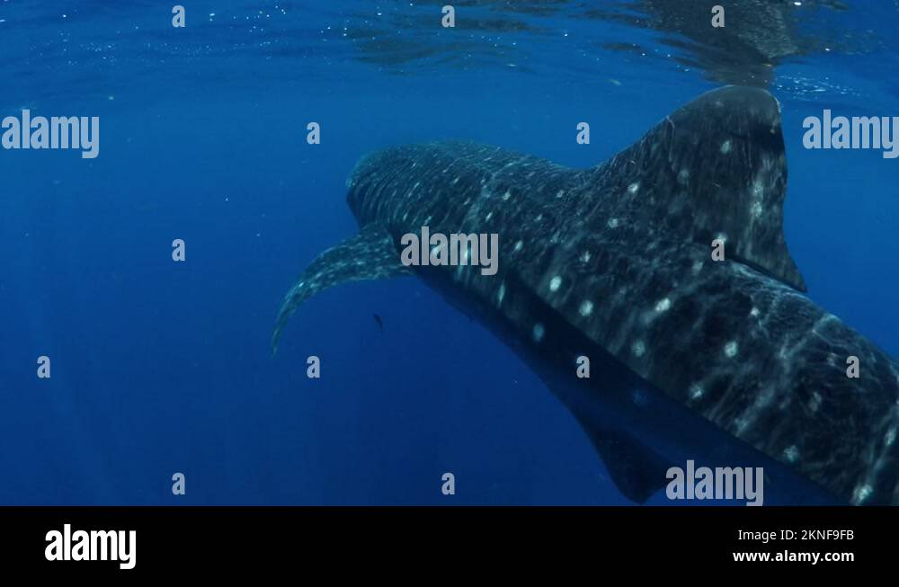 Close-Up Patterned Skin Of Large Whale Shark Swimming With Pups In ...