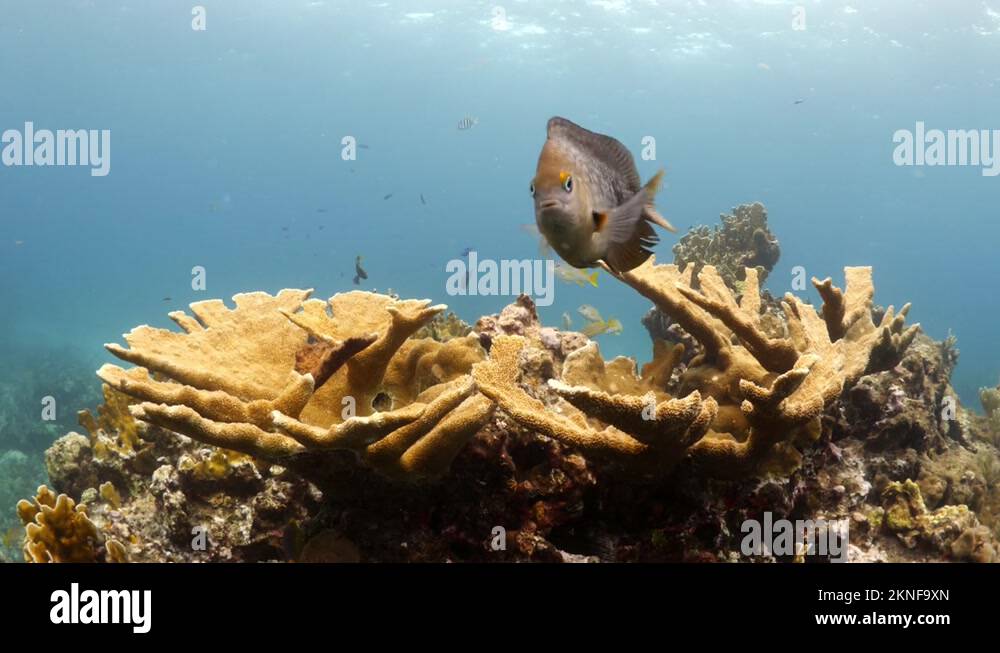 Isla mujeres mexico fish Stock Videos & Footage - HD and 4K Video Clips ...