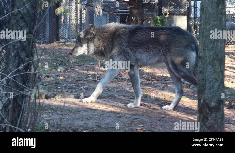 Rainforest wolf Stock Videos & Footage - HD and 4K Video Clips - Alamy