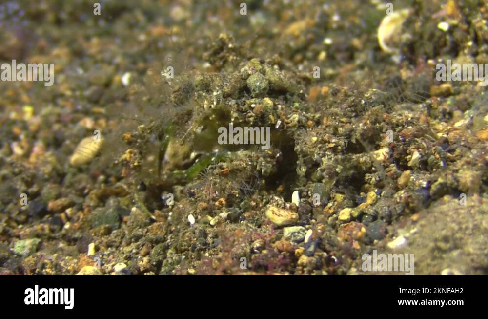 Camouflage invisible Stock Videos & Footage - HD and 4K Video Clips - Alamy