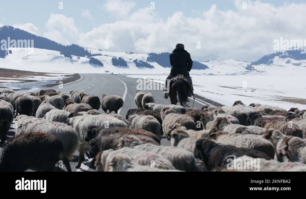 Leading his flock of sheep Stock Videos & Footage - HD and 4K Video ...