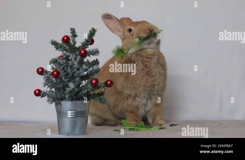 Rufus Rabbit eats parsley next to xmas tree white background 18s Stock ...