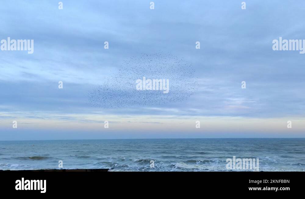 Formation flying birds in formation Stock Videos & Footage - HD and 4K ...