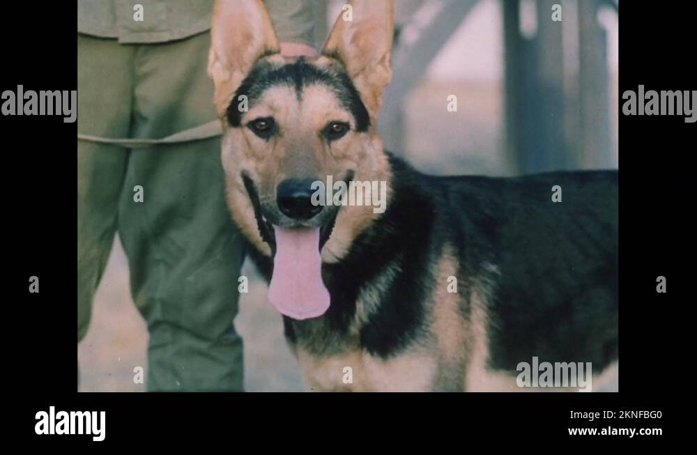 History of dogs Stock Videos & Footage - HD and 4K Video Clips - Alamy