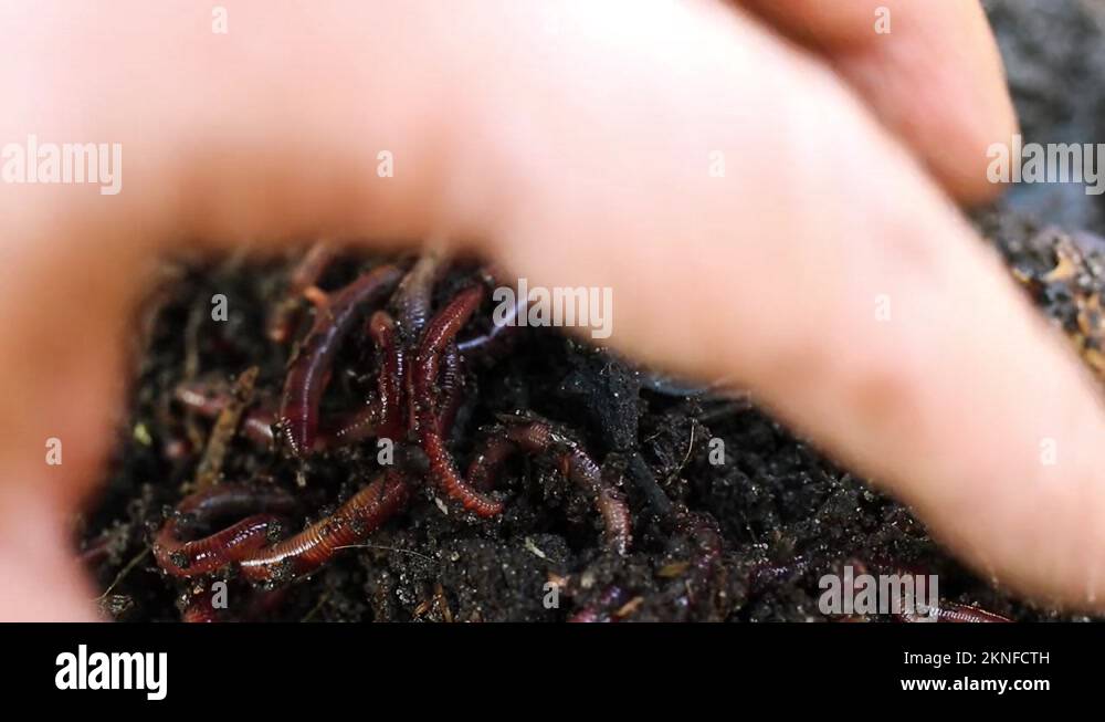 Breeding red worms Dendrobena. Fertile soil. Natural soil improvement ...