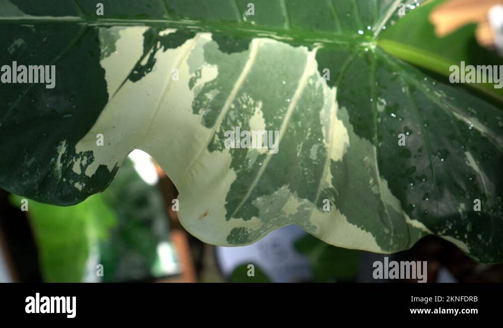 Rare exotic tropical plants Stock Videos & Footage - HD and 4K Video ...