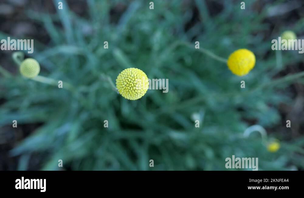 Australian Native Billy Button Pycnosorus Plant CLOSE UP Stock Video ...