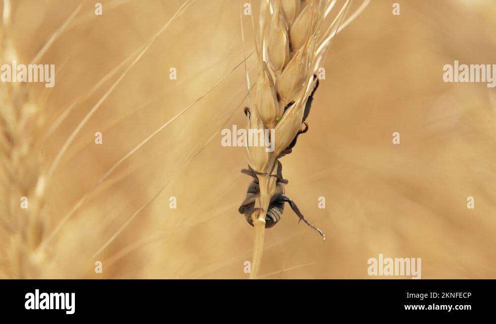 cereal crops field field. Agriculture. Harmful beetles spoil the wheat ...