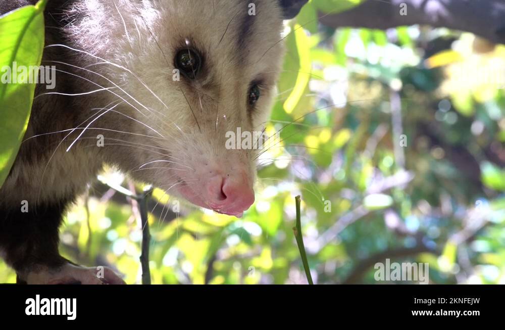 Possum face Stock Videos & Footage - HD and 4K Video Clips - Alamy