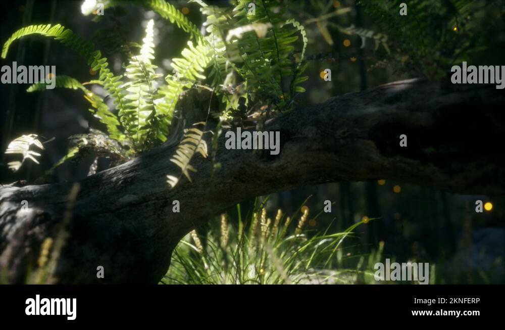 Horizontally bending tree trunk ferns Stock Videos & Footage - HD and ...