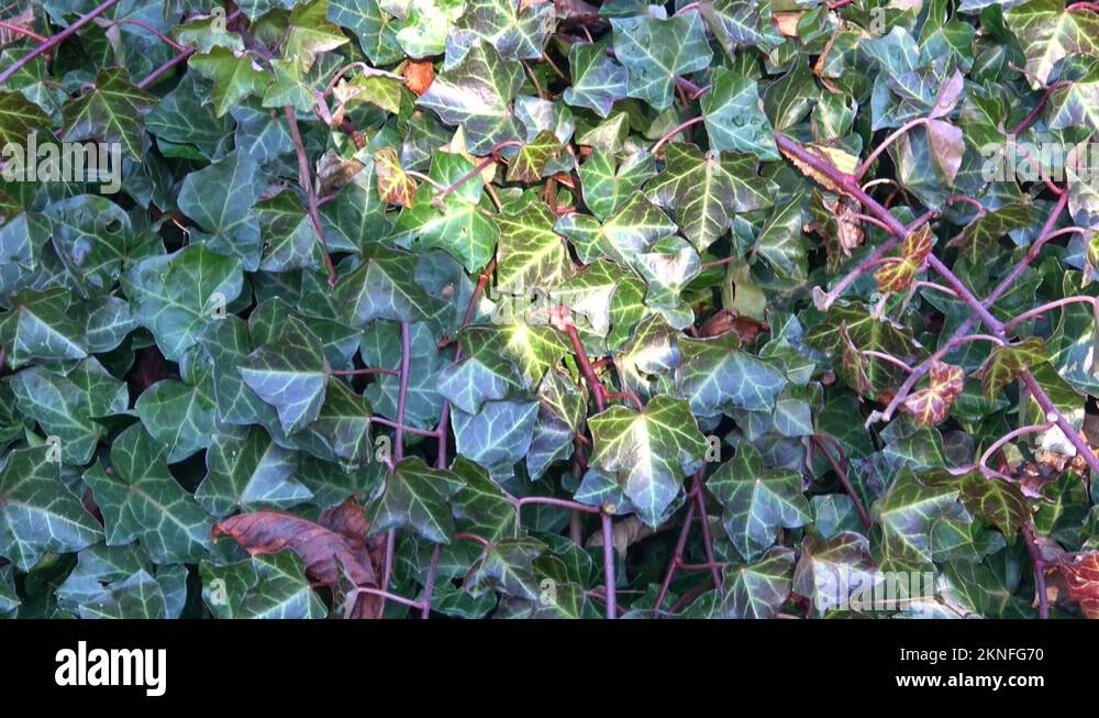 Green hedera Stock Videos & Footage - HD and 4K Video Clips - Alamy