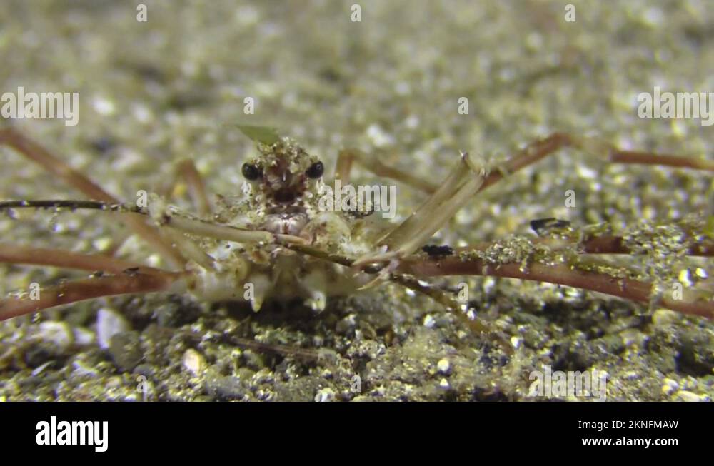 Long legs crab Stock Videos & Footage - HD and 4K Video Clips - Alamy