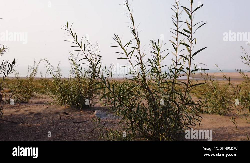 Arid climate plants Stock Videos & Footage - HD and 4K Video Clips - Alamy