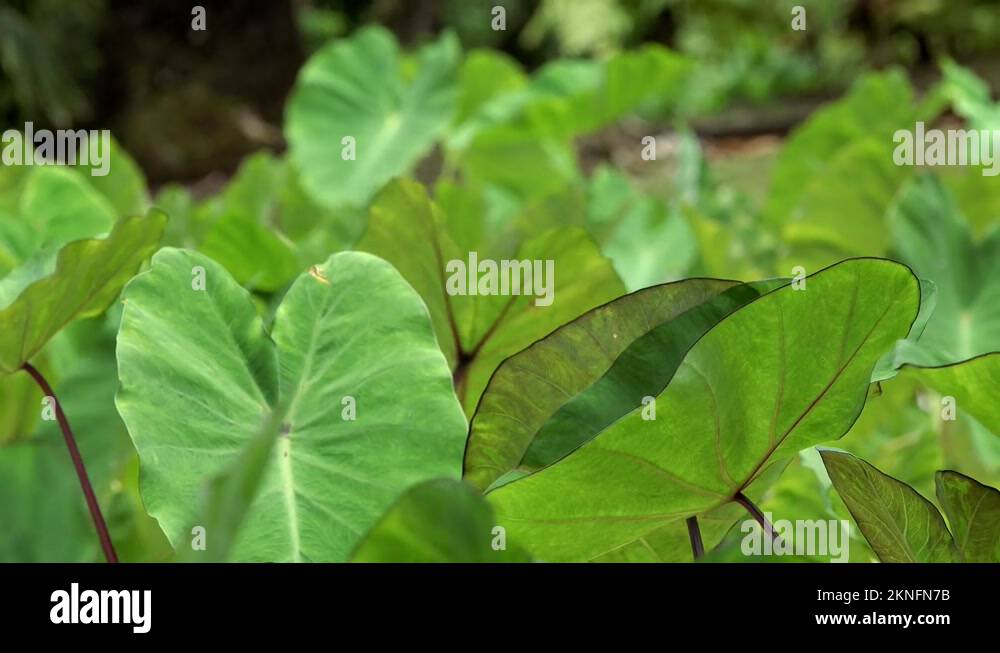 Hawaiian taro Stock Videos & Footage - HD and 4K Video Clips - Alamy