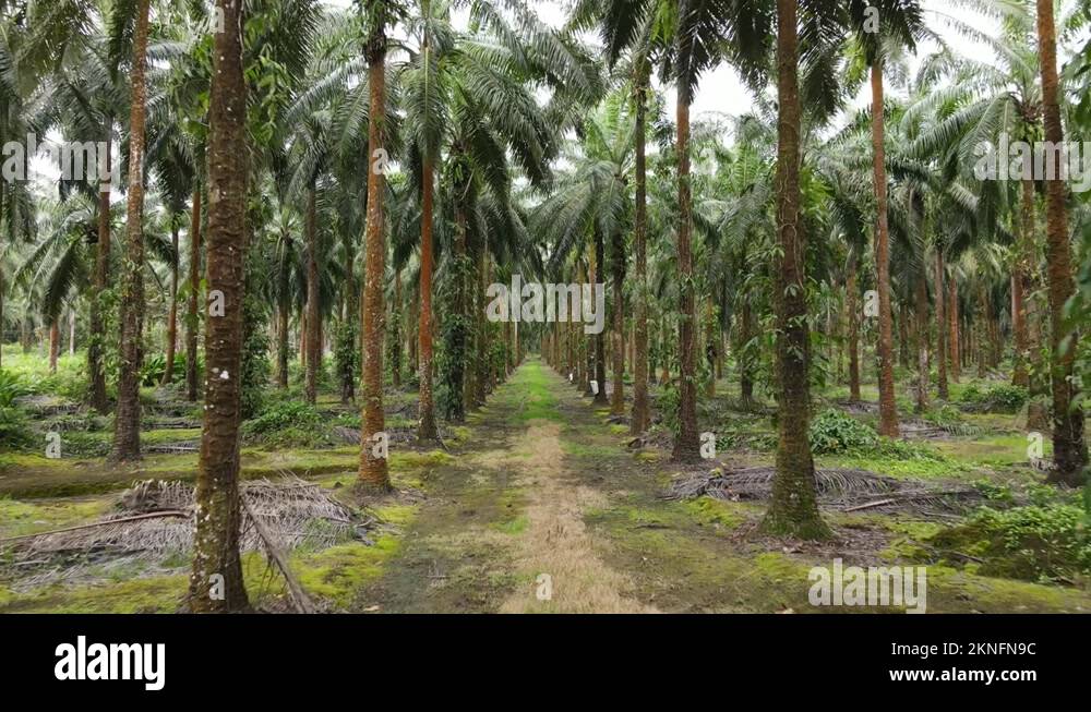Palm oil farm Stock Videos & Footage - HD and 4K Video Clips - Alamy