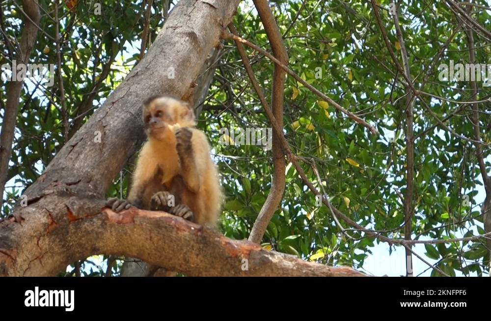 Brazilian primate Stock Videos & Footage - HD and 4K Video Clips - Alamy
