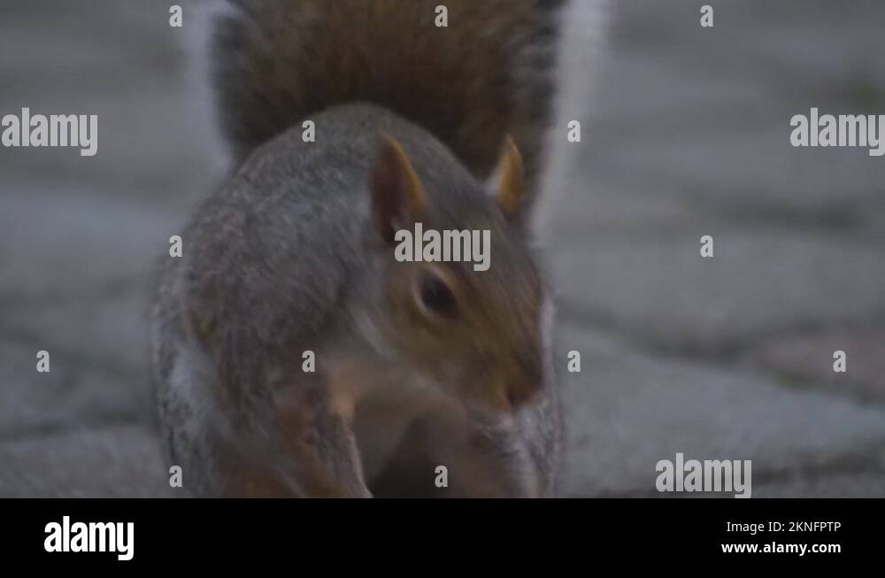Squirrel chewing Stock Videos & Footage - HD and 4K Video Clips - Alamy