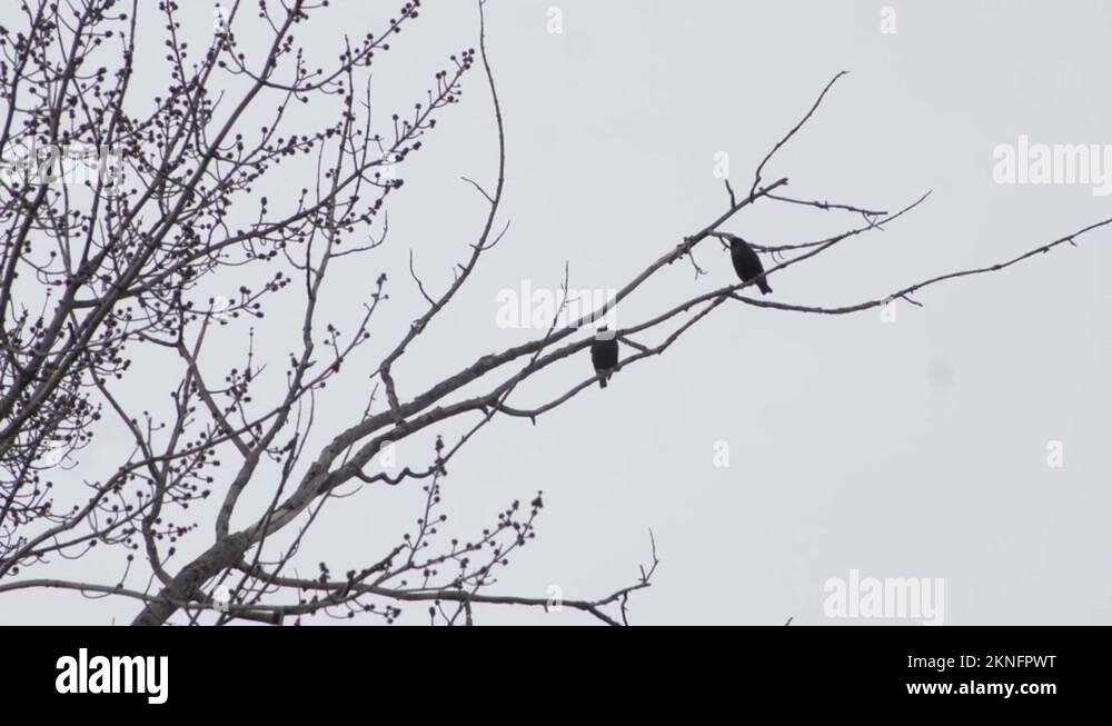 Two birds sitting on a branch of a tree Stock Videos & Footage - HD and ...