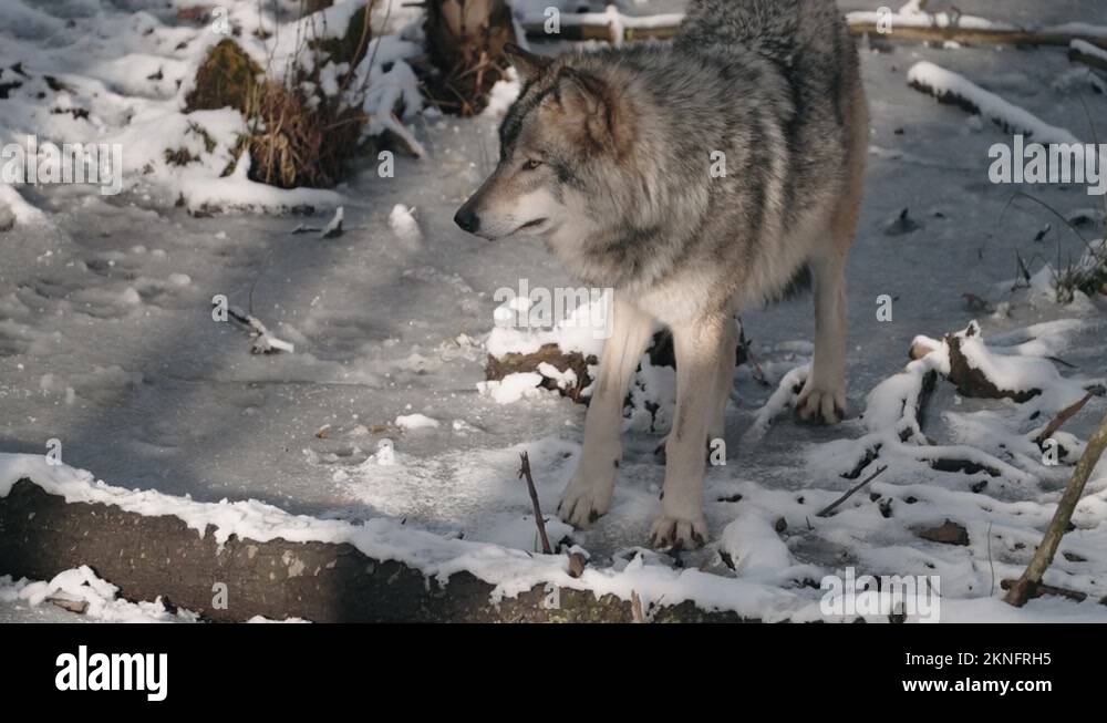 Gray wolf walking Stock Videos & Footage - HD and 4K Video Clips - Alamy