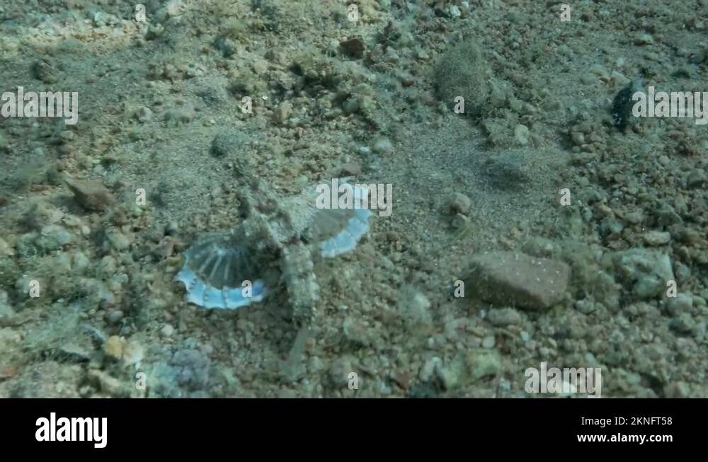 Seamoth moves on the sandy bottom in shallow water in sun rays. Pegasus ...