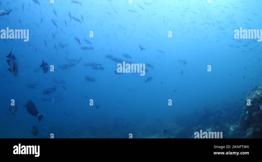 big eye snapper fish underwater on corals school of fish ocean scenery ...