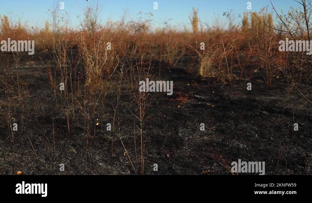 Earth grass soil background texture Stock Videos & Footage - HD and 4K ...