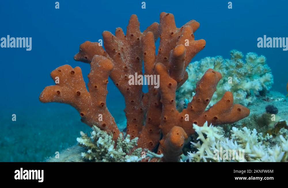 Toxin latrunculin Stock Videos & Footage - HD and 4K Video Clips - Alamy