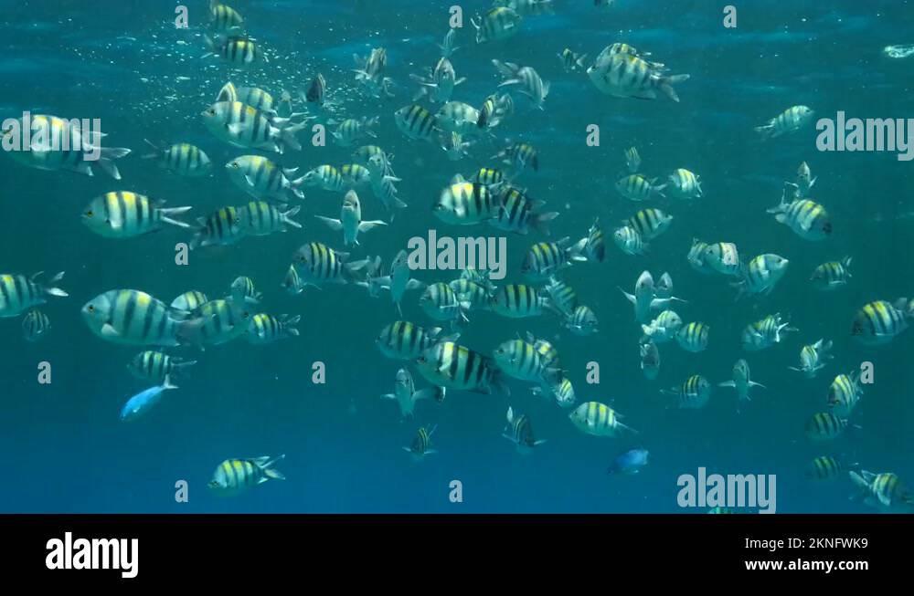 Visually distinguishable plankton-rich water layer (rarely seen ...