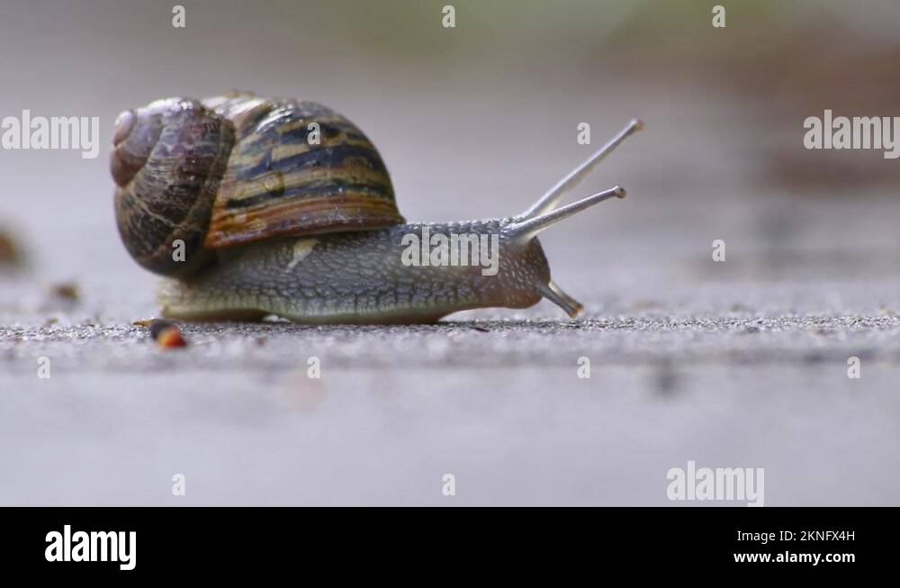 Escargot Stock Videos & Footage - HD and 4K Video Clips - Alamy