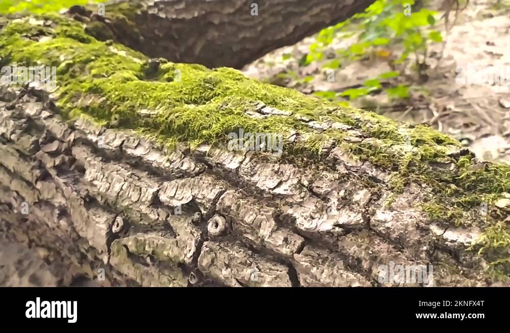 Tree decomposition Stock Videos & Footage - HD and 4K Video Clips - Alamy