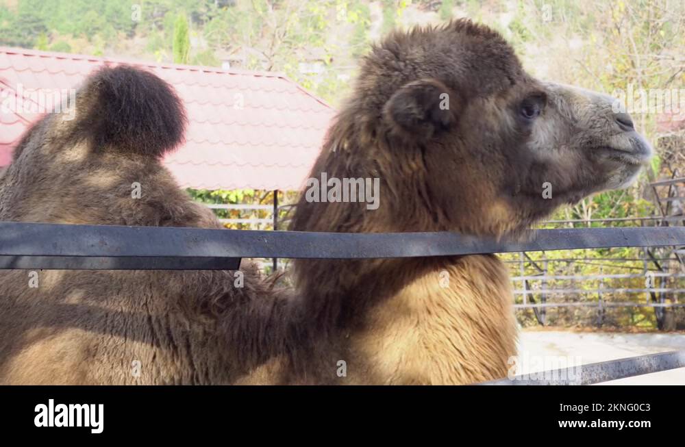 Animals in distress Stock Videos & Footage - HD and 4K Video Clips - Alamy