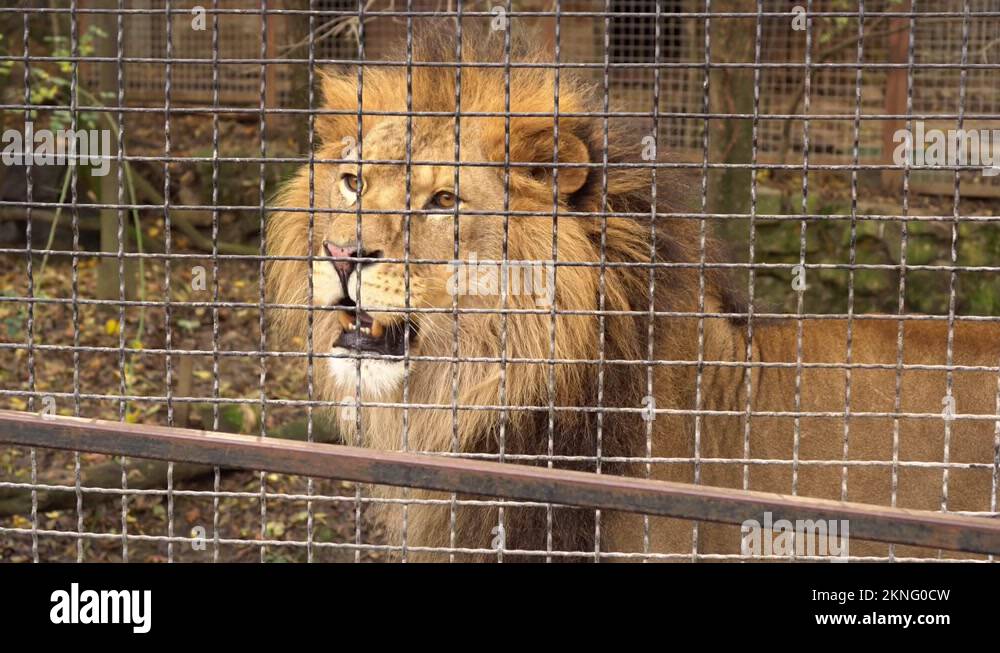 Zoo cruelty Stock Videos & Footage - HD and 4K Video Clips - Alamy