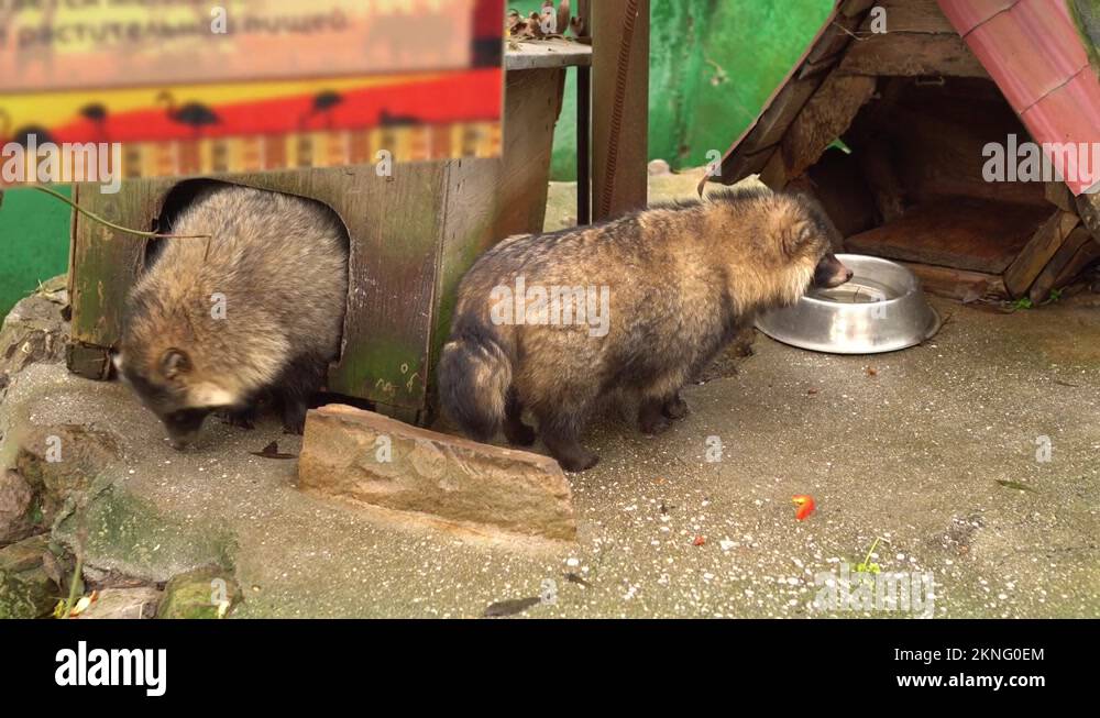 Zoo dog Stock Videos & Footage - HD and 4K Video Clips - Alamy