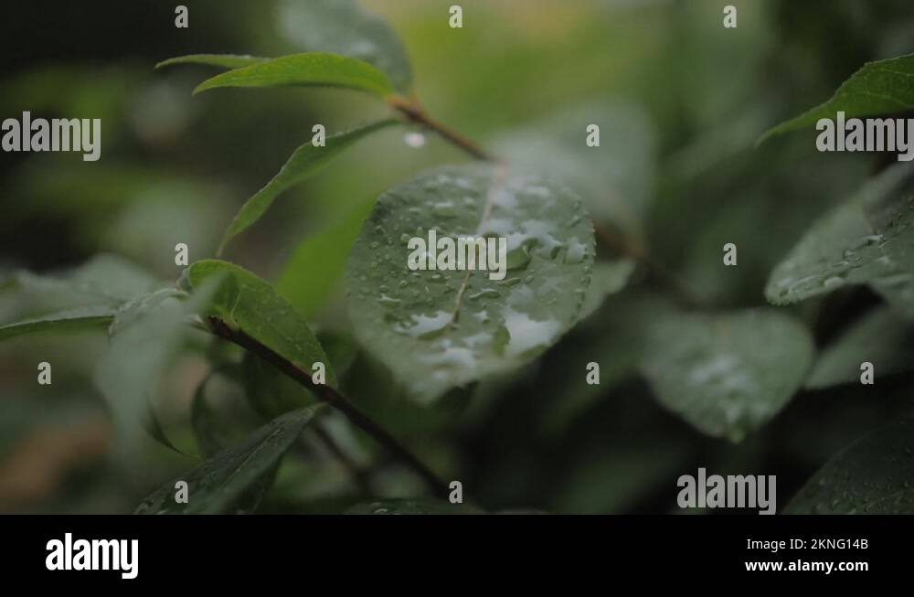 Raining and windy Stock Videos & Footage - HD and 4K Video Clips - Alamy