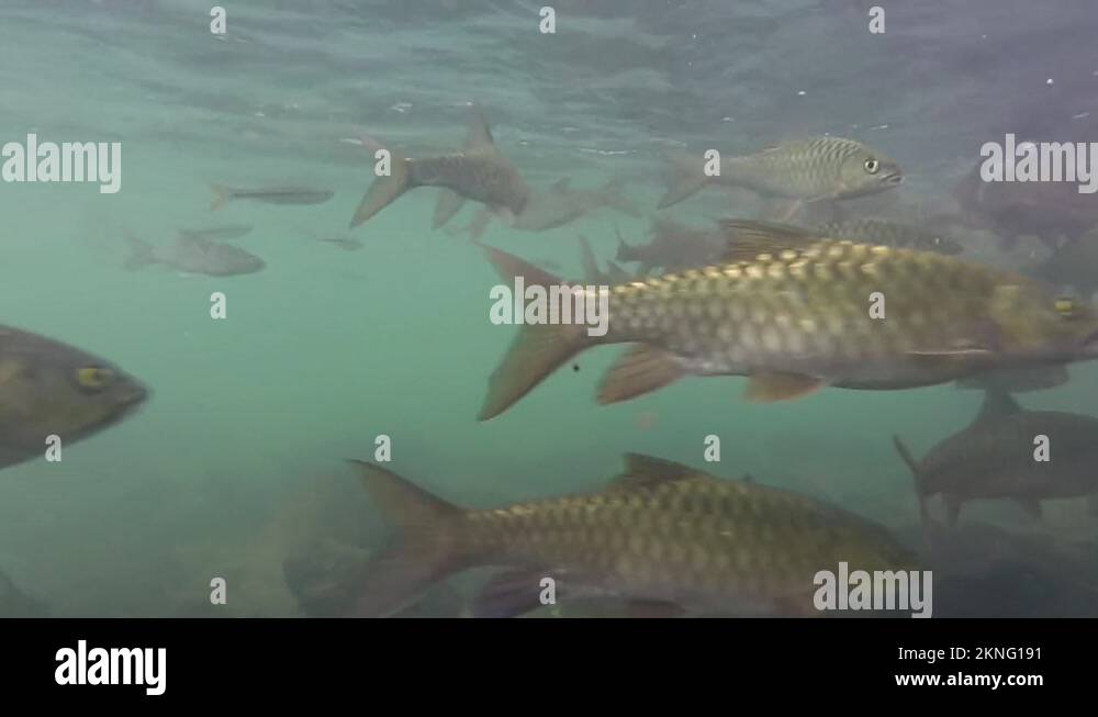 Village fish Stock Videos & Footage - HD and 4K Video Clips - Alamy