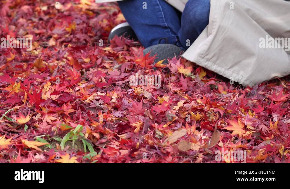 Red acer palmatum leaves Stock Videos & Footage - HD and 4K Video Clips ...