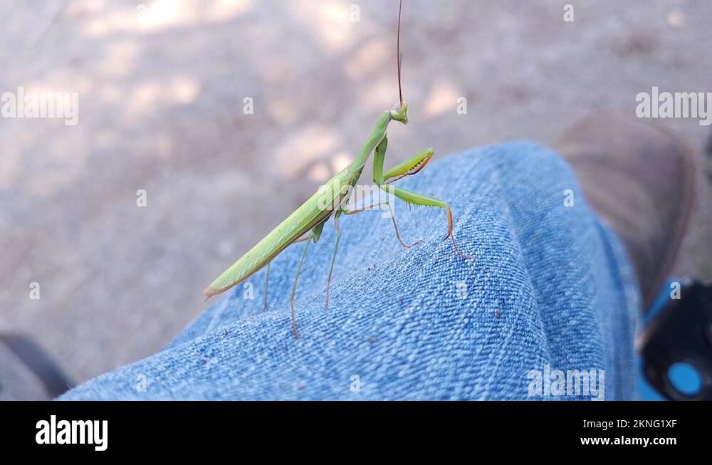 Fauna jeans Stock Videos & Footage - HD and 4K Video Clips - Alamy