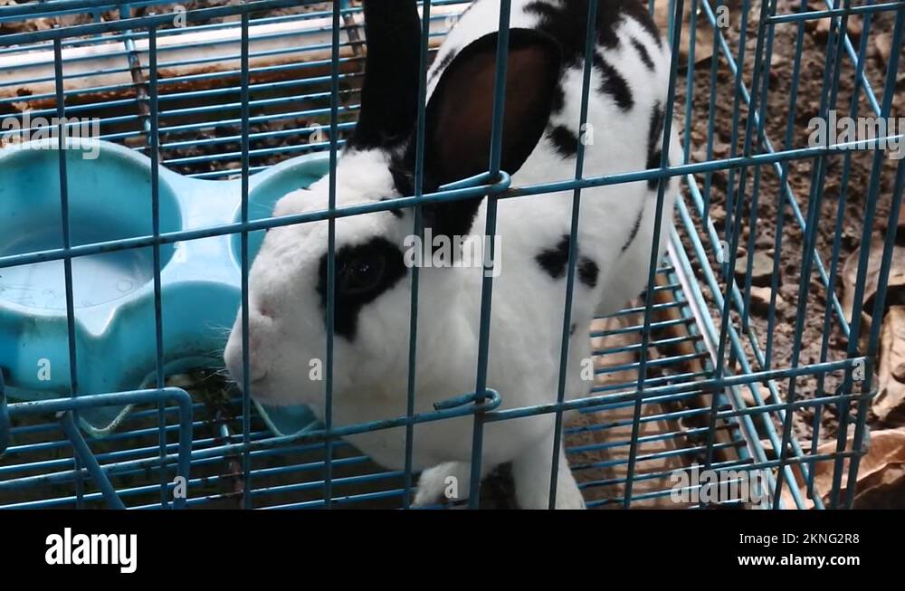 Rabbit in a blue iron cage. video of cute white rabbit in a grid of ...