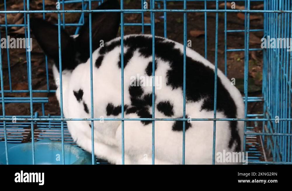 Rabbit in a blue iron cage. video of cute white rabbit in a grid of ...