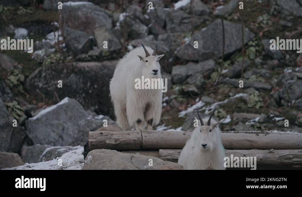 Fauna de canada Stock Videos & Footage - HD and 4K Video Clips - Alamy