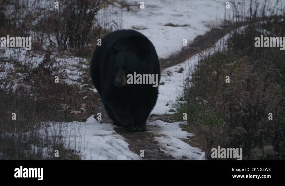 Black Bear Walking On Snowy Path In Parc Omega, Quebec, Canada. - slow ...