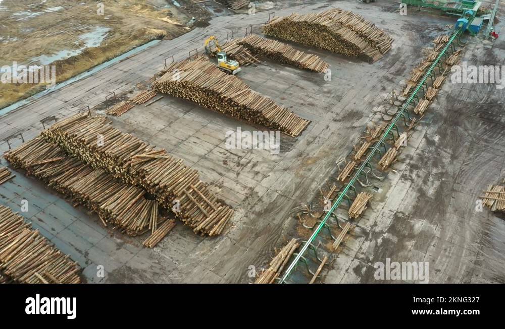 Freshly cut trees are stored outdoors in stacks Stock Video Footage - Alamy